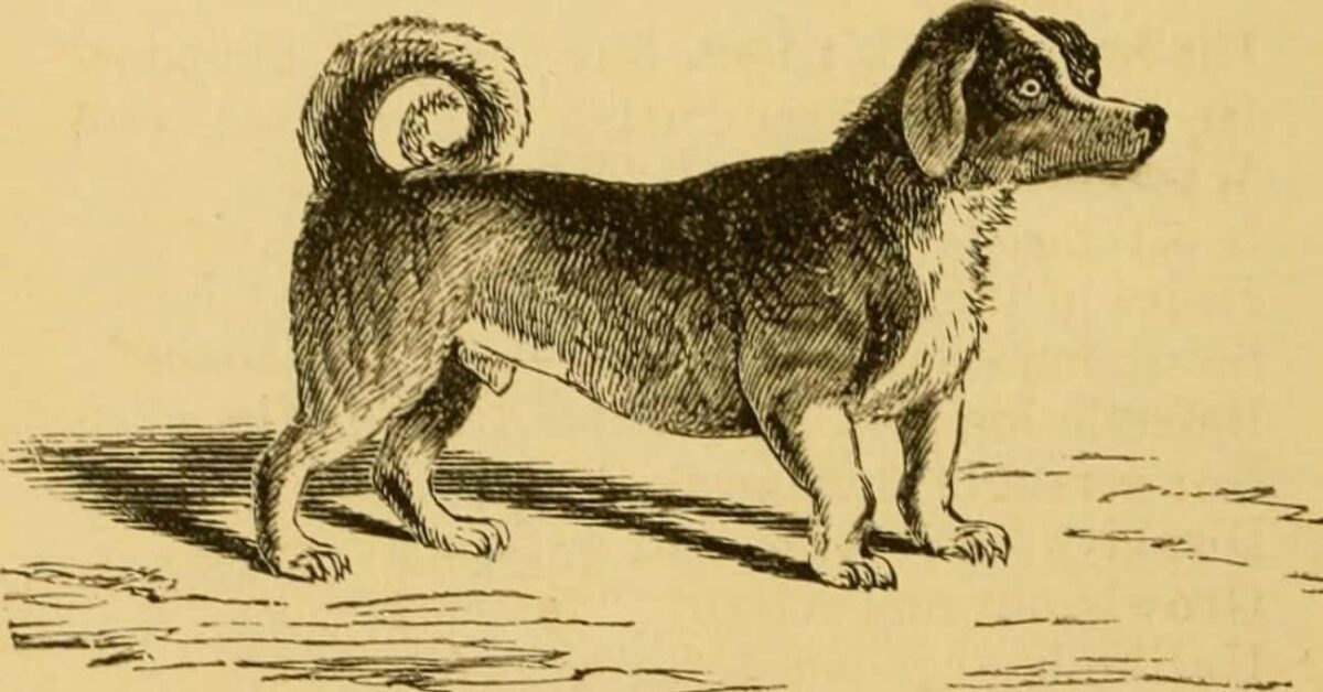 WORKING DOGS OF THE REGENCY – Turnspit Dogs – Number One London